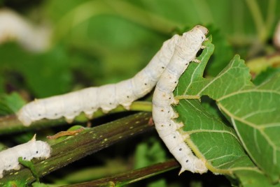 "Silk Cream White Worms" May be Inchworms - All About Worms