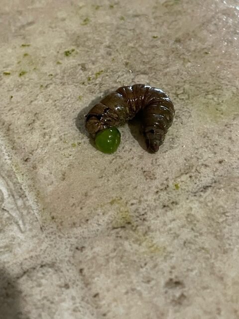Slimy, Dark Green Worm on Kitchen Floor is a Cutworm - All About Worms